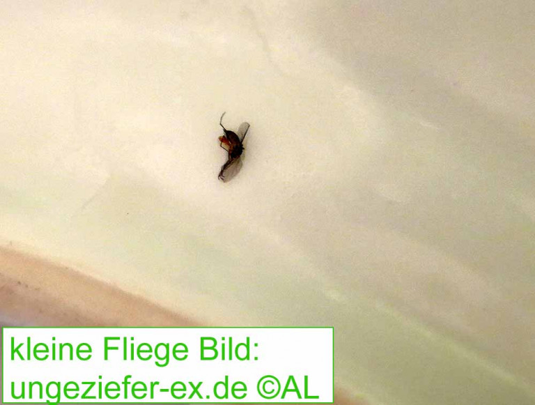 Winzige Kleine Schwarze Fliegen